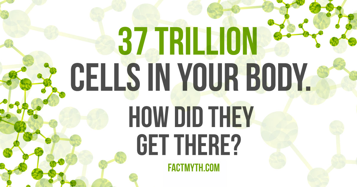 Humans Have Many Different Types Of Cells Fact Or Myth 