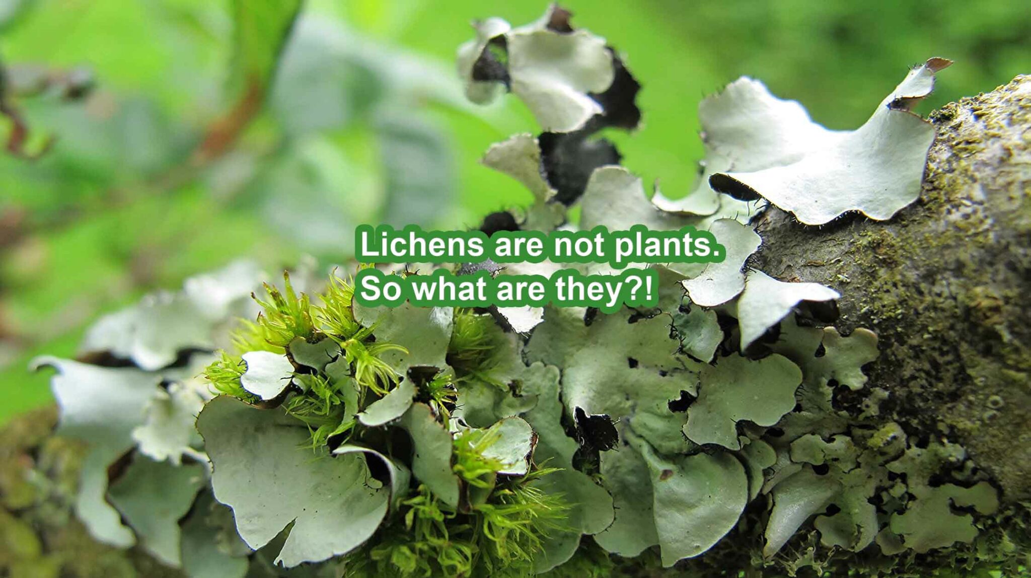 A Lichen is Both a Fungus and an Algae - Fact or Myth?