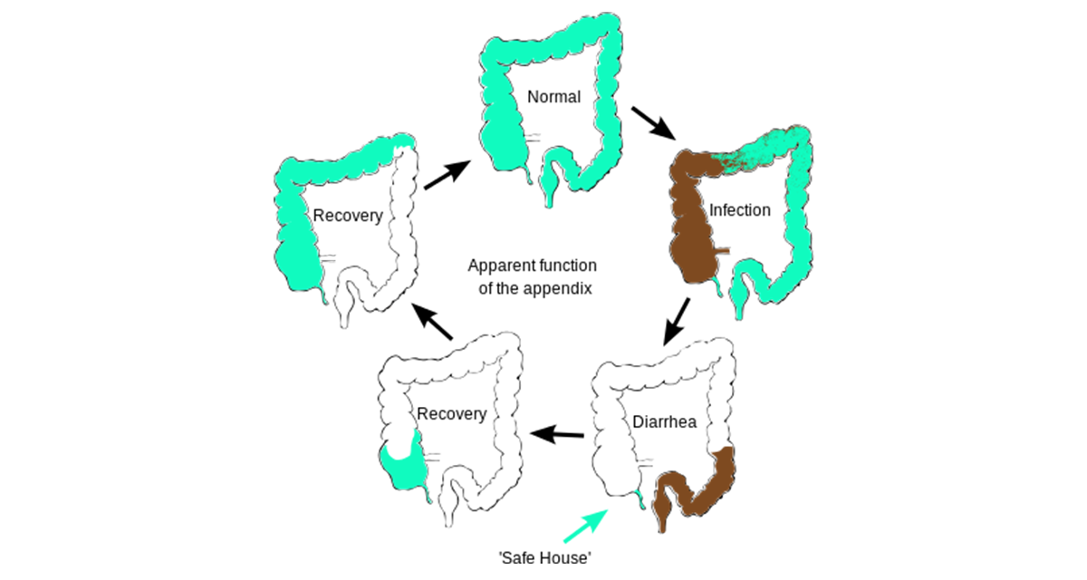 The Appendix is Useless - Fact or Myth?